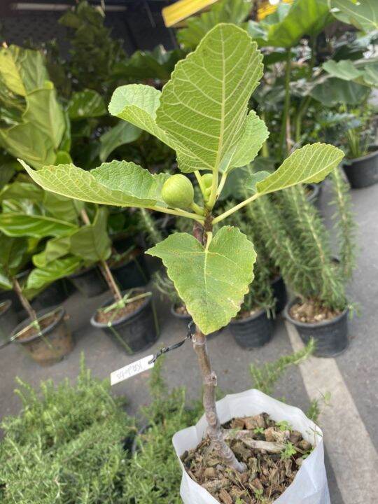 Figs มะเดื่อฝรั่ง Figs หรือลูกฟิก พันธุ์ Janpan BTM6 ต้นสูง 30-40 ซม จัดส่งในถุงชำ 6 นิ้ว เปลือก ...
