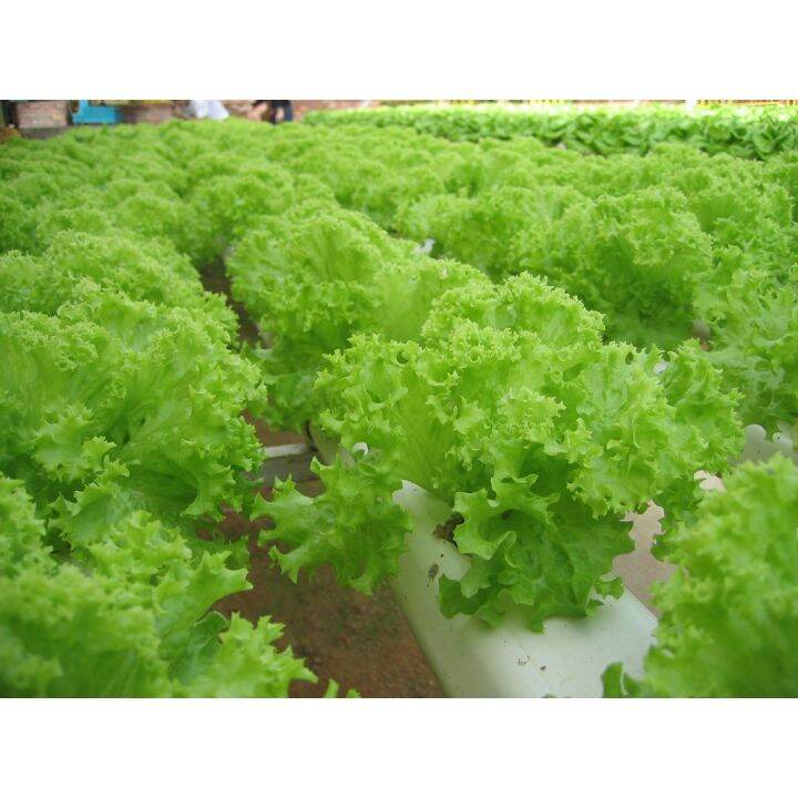 Lettuce Seeds / Benih Sayur Salad - Ready Stock | Lazada