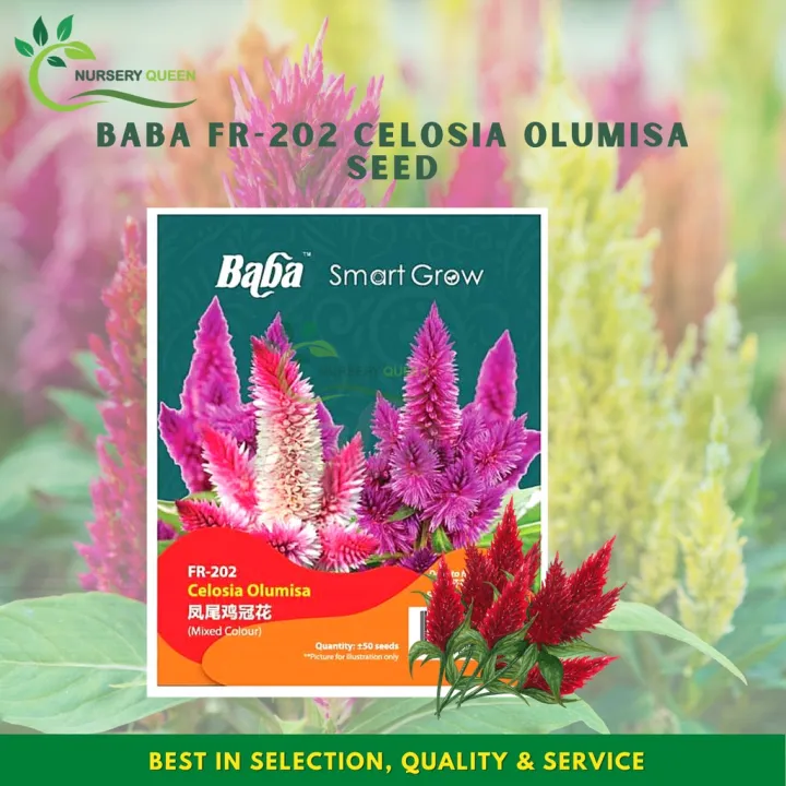 NK Baba Seed FR-202 Celosia Olumisa Seed Smart Grow Flower Seed Garden ...