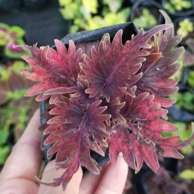 TSC - Coleus Copper Cuttings / Keratan Batang Ati-ati Copper | Lazada