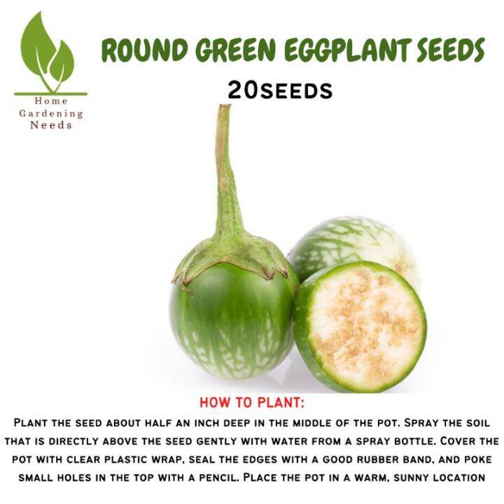 Linbeibei/ TALONG SEEDS VARIETIES - TALONG HABA PURPLE ROUND TISOY ...