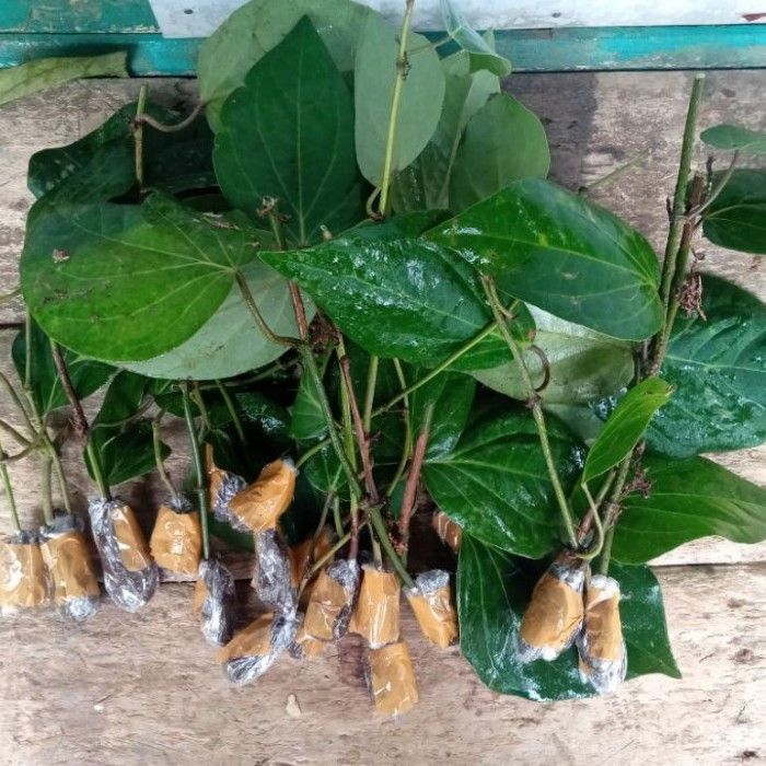 TERBAIK BIBIT STEK TANAMAN KEMUKUS VARIETAS SUPER UNGGUL | Lazada Indonesia