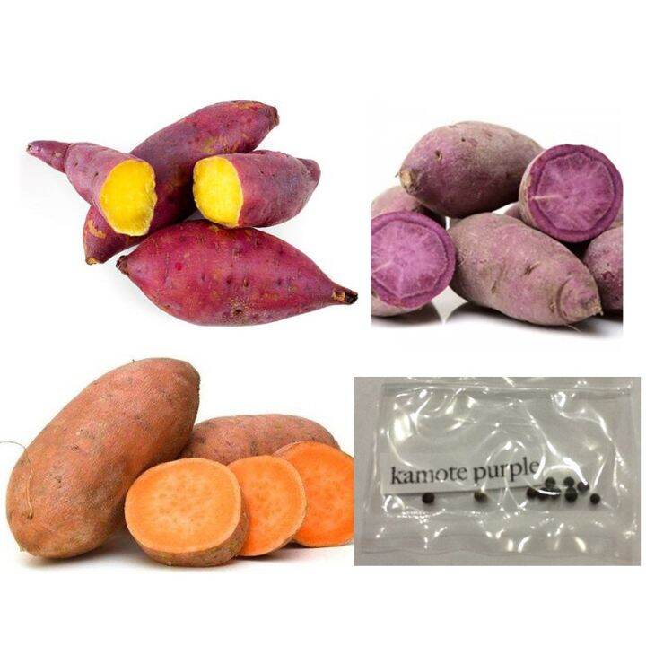 sweet potato rootcrop plant seeds kamote | Lazada PH