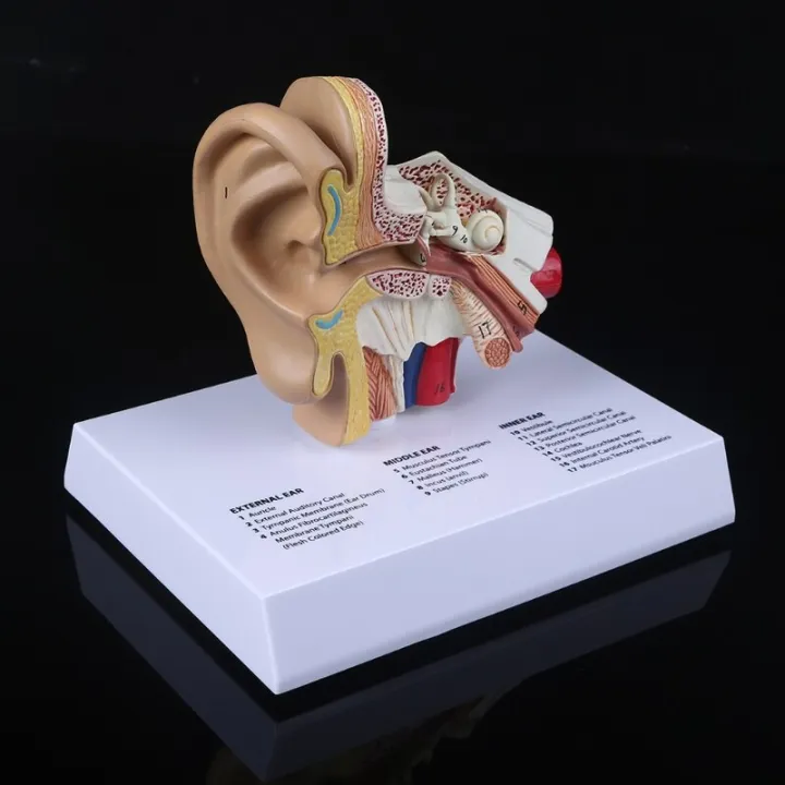1.5 Times Life Size Human Ear Model Scientific Anatomy Teaching ...