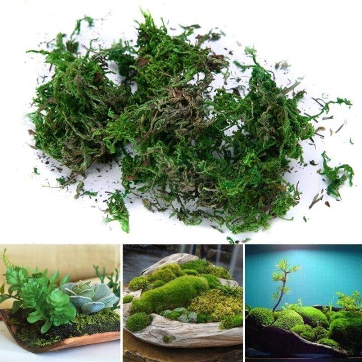 20/50/100g/bag Dry Real Green Moss Decorative Plants Vase Artificial ...