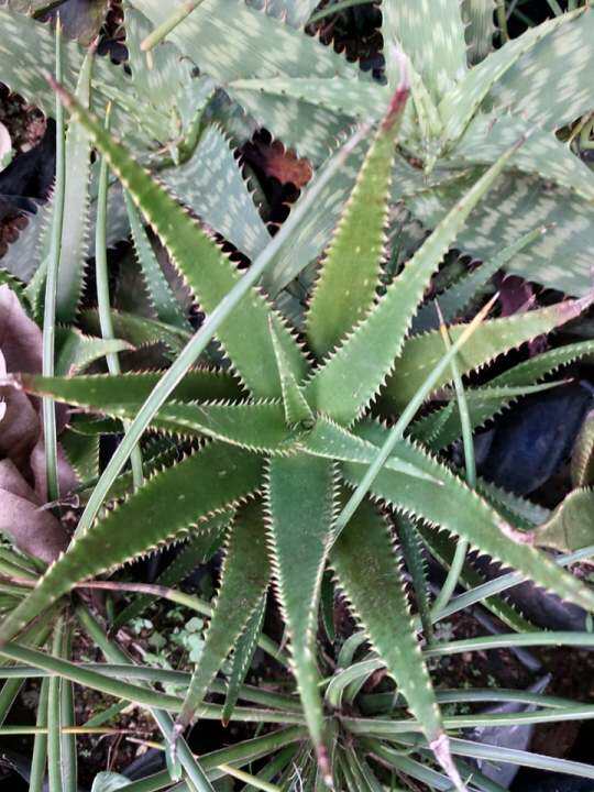 Aloe Dawei (Rare Plant) (Live Plant) with FREE white plastic pot ...