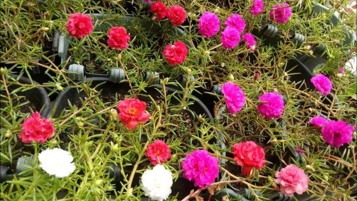 Vietnam rose cuttings assorted color 10 pcs. | Lazada PH