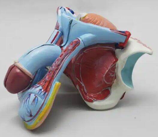 Ready Stock Educational Model Male Reproductive Model Genital Organs ...