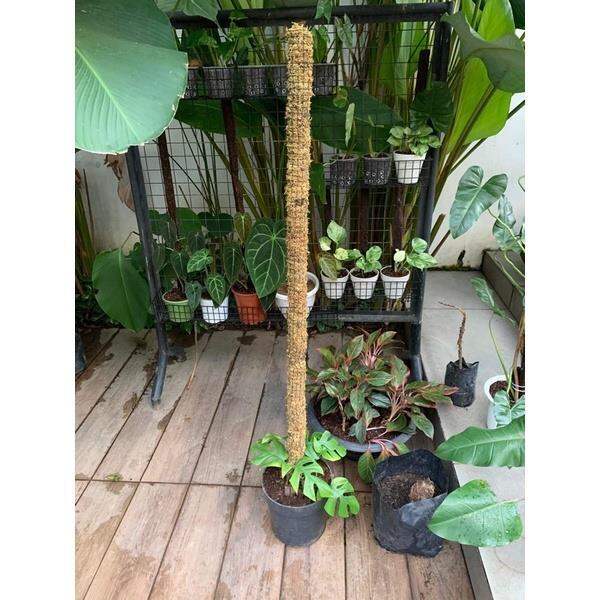 5ft Sphagnum Moss Poles by Curated Plants | Lazada PH