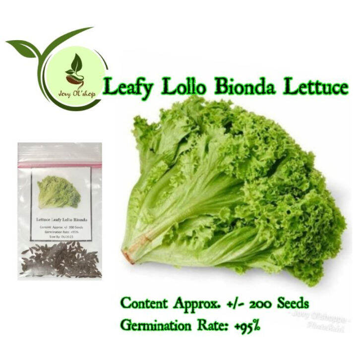 Lettuce Leafy Lollo Bionda 200 Seeds | Lazada PH