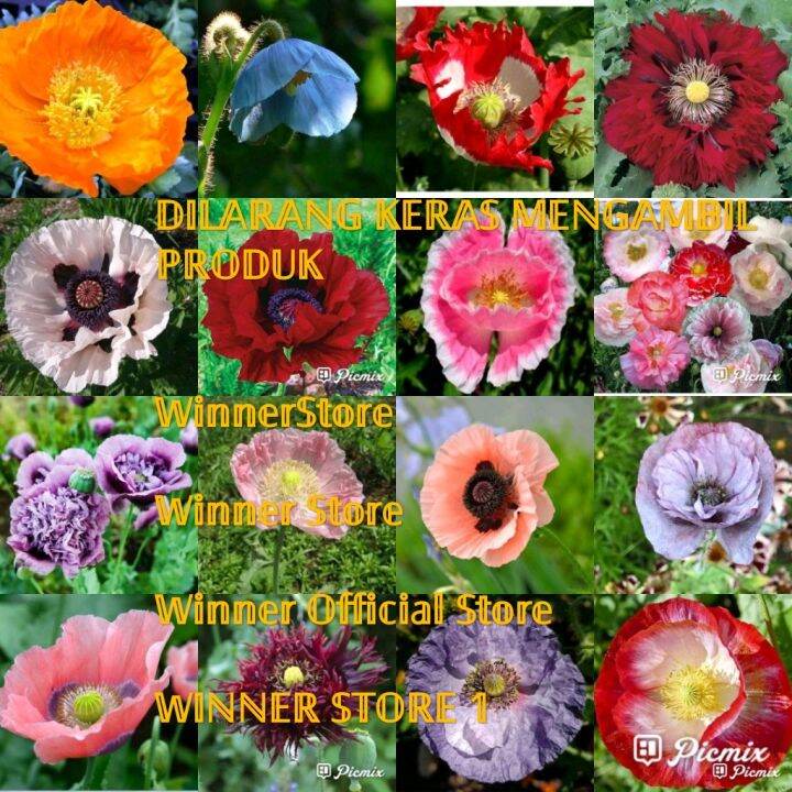 Bibit Benih Bunga Poppy Popi Mix (100 Butir) | Lazada Indonesia