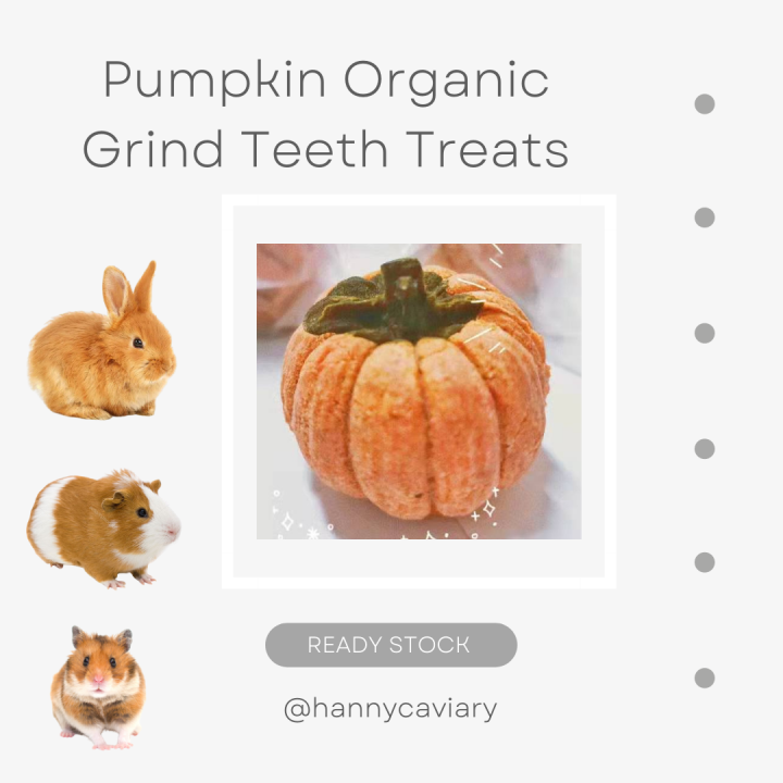 Pumpkin Organic Grind Teeth Treats (For Molar Use) | Lazada