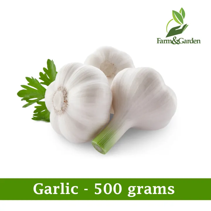 Garlic Fresh - 500 grams | Lazada PH