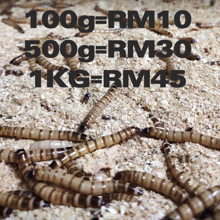 Ulat/Live Superworm/Ulat Roti/Ulat Roti Hidup/大麦虫 | Lazada