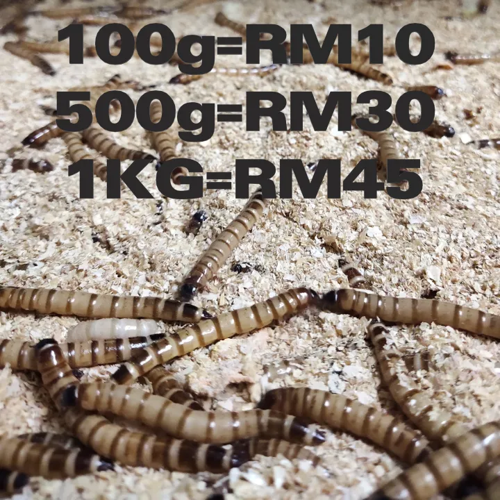 Ulat/Live Superworm/Ulat Roti/Ulat Roti Hidup/大麦虫 | Lazada