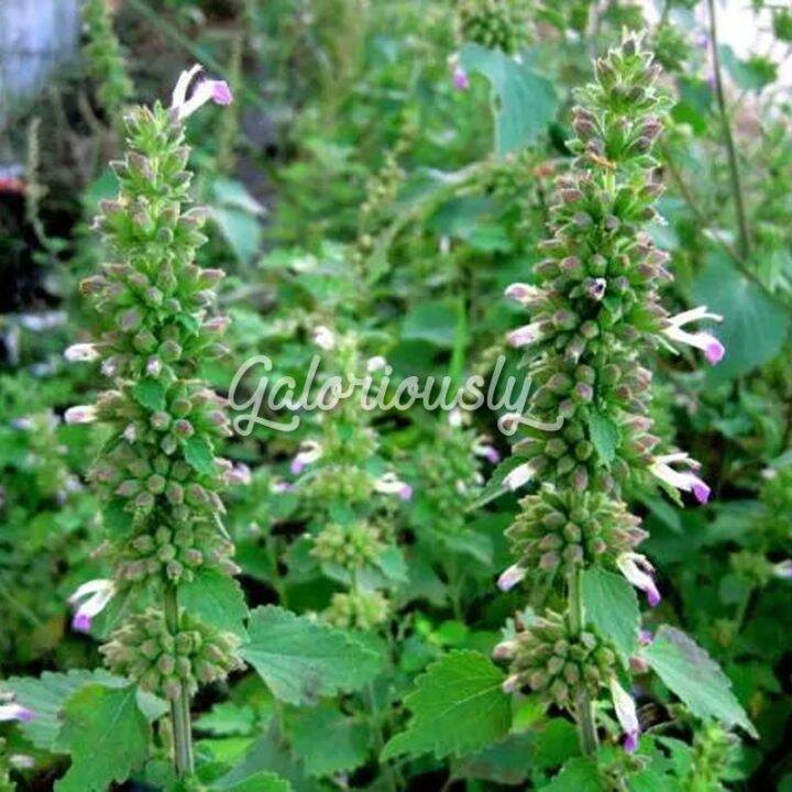 Anisomeles Indica Seeds Biji Benih Pokok Nilam Cina Nilam India 客家抹草辟邪 ...