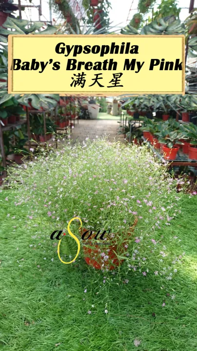 [LIVE PLANT] Gypsophila Gypsy Pink - Baby's-breath My Pink 粉花满天星 | Lazada