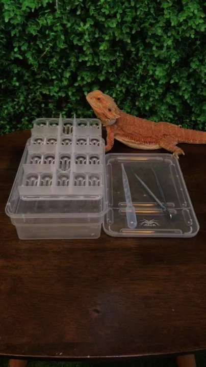 Reptile egg incubator (egg) (reptiles) (leopard gecko) (bearded dragon ...