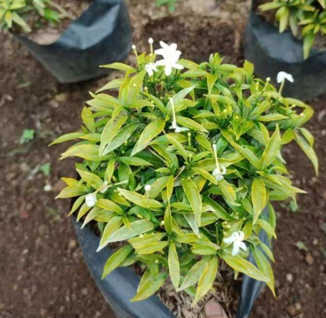 Golden Dwarf Pandakaki Plant Live Plant with FREE plastic pot (Outdoor ...