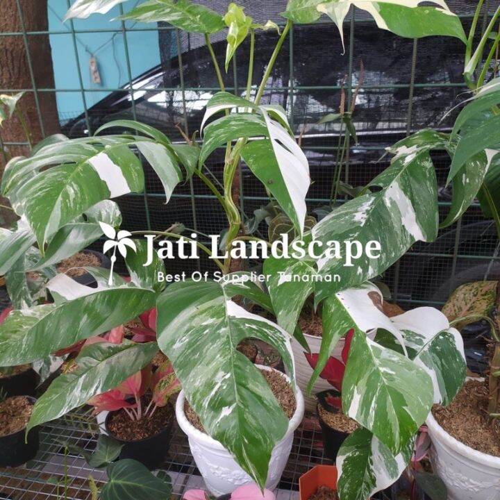 Monstera variegata/ Monstera epipremnum varigata | Lazada Indonesia