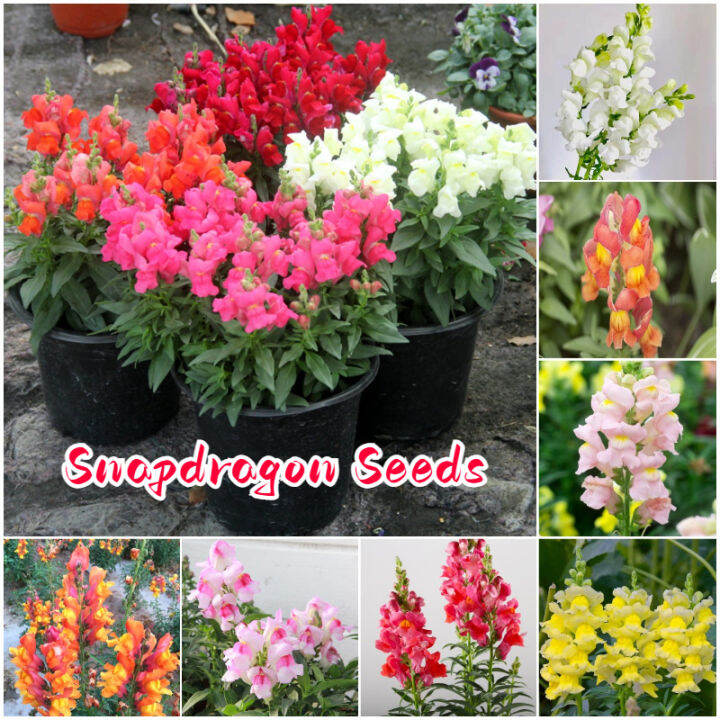 [100% Original Seed] Bonsai Snapdragon Seeds Flower Seeds for Planting ...