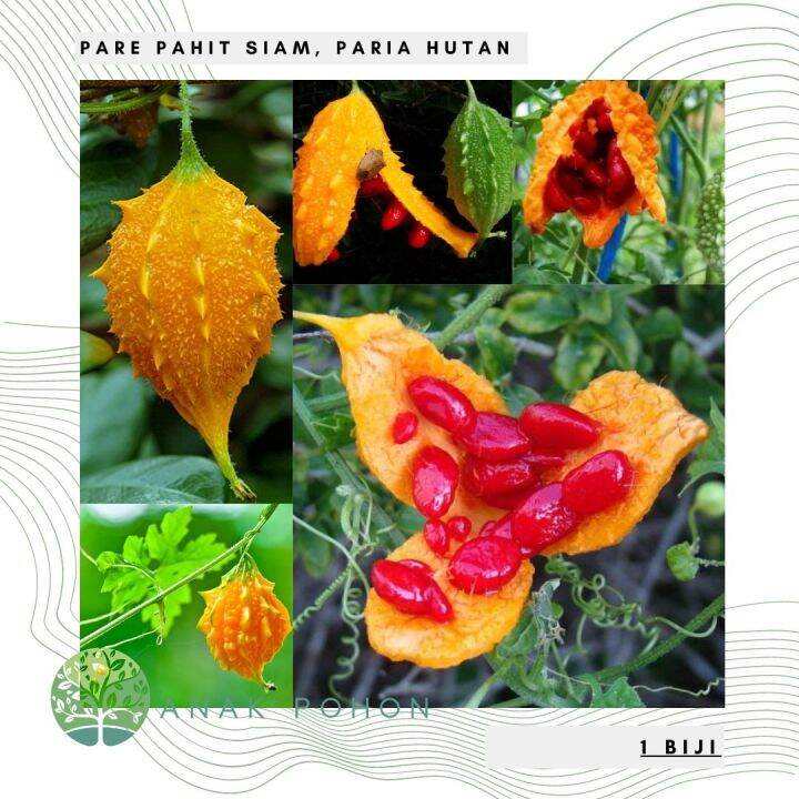 Seeds 50 seeds-Bitter Melon Siam Parias Forest (Momodi Kabar Samina ...