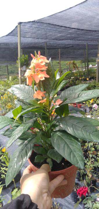 MM- Crossandra orange flower- Pokok bunga krosandra oren Anak Pokok ...