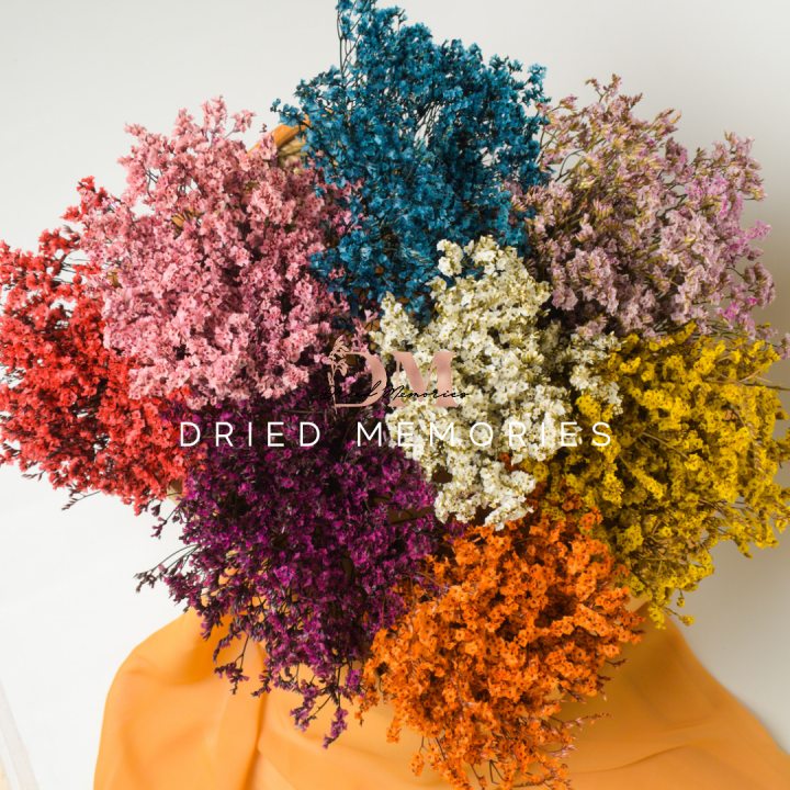 Dried Caspia 2-3 Stems Preserved Dried Flowers Dried Memories PH ...