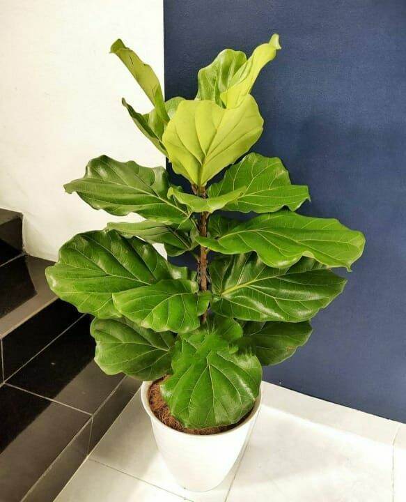 tanaman biola cantik - pohon ketapang biola cantik 50cm | Lazada Indonesia