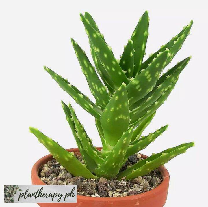 Tiger Tooth Succulent (Aloe Juvenna) | Lazada PH