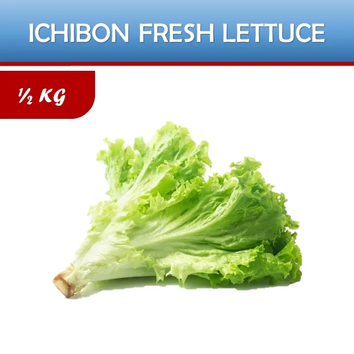 Ichibon Fresh Lettuce 500grams | Lazada PH