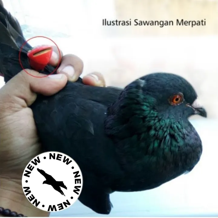 SAWANGAN HATONG PLUIT MERPATI DOUBLE GENDONG NYARING ASESORIS MERPATI ...