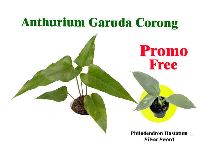 Tanaman Hias Anthurium Garuda Corong dengan Pot Tanaman | Lazada Indonesia