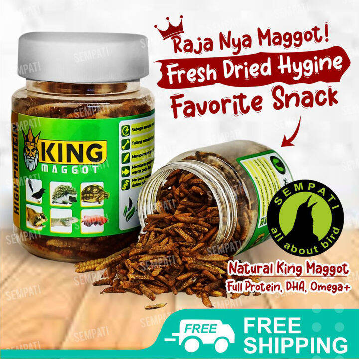 SEMPATI King Maggot Bsf Super Magot Maggot Kering Dry Fresh Magot Pakan ...