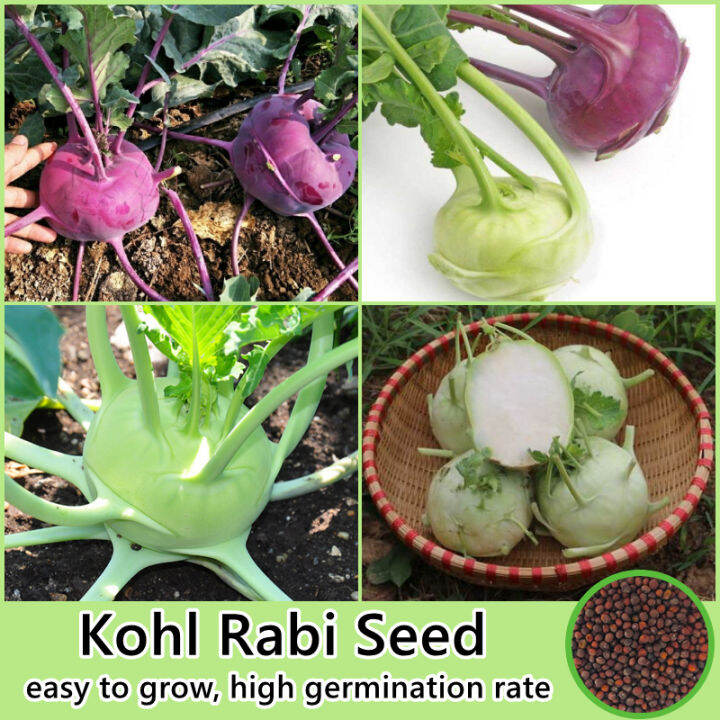 [High Germination] Kohl Rabi Seed Kohlrabi Brassica Vegetable Seeds for ...