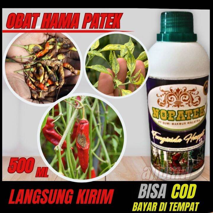 NOPATEK FUNGISIDA PATEK CABE, OBAT PATEK CABE TERBAIK, FUNGISIDA PATEK ...