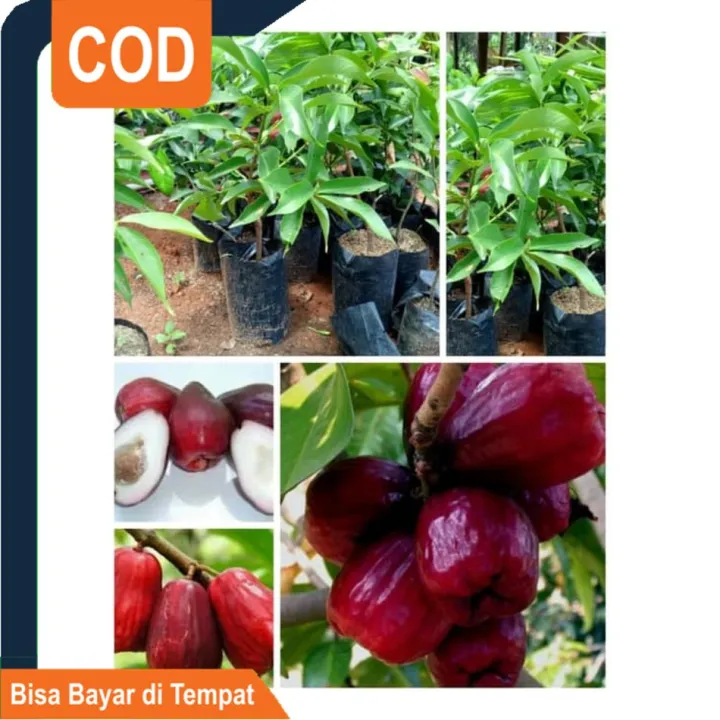 Bibit Jambu Bol Jambu Air Jamaika Hasil Sambung Indukan Berbuah Lebat ...