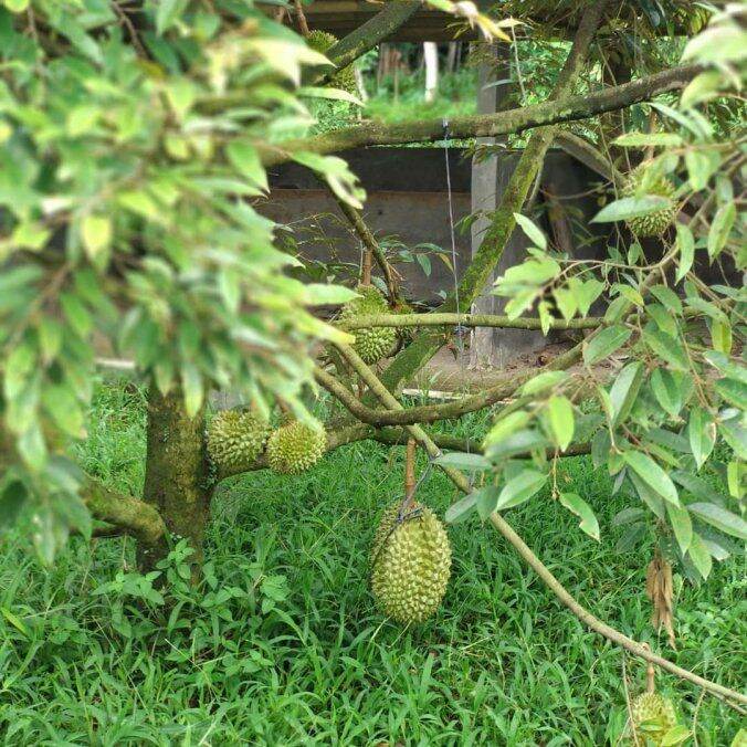 Bibit Durian Tanaman Buah Durian Super Tembaga Okulasi Wisata Agrotani ...
