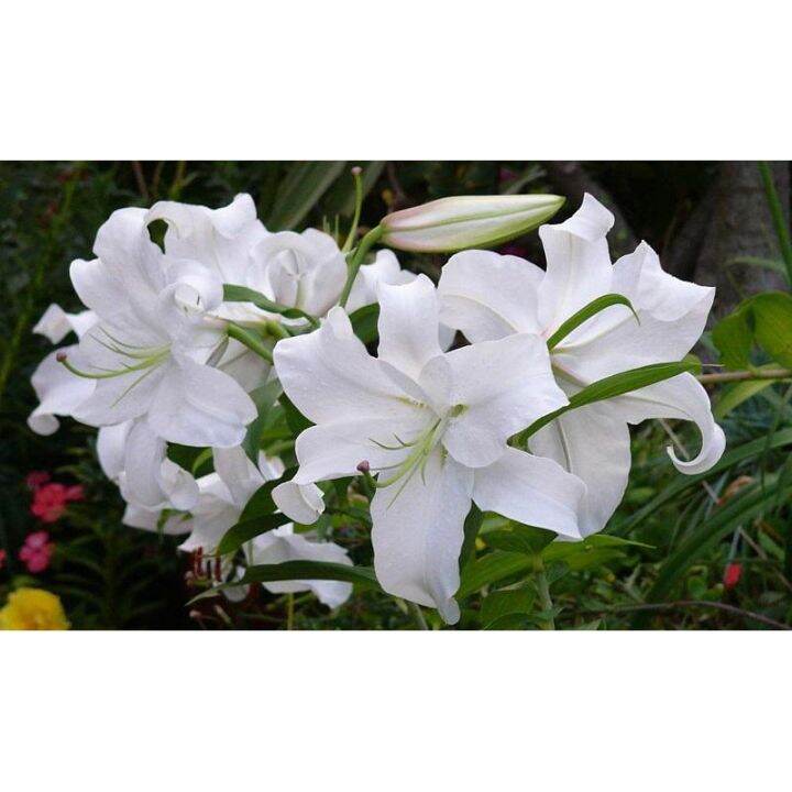 tanaman hias kucai bunga putih- bunga tulip - lily hujan (Tanaman Hidup ...