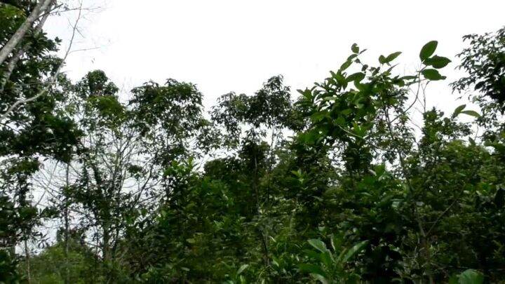 PULUT BURUNG 1 ONS LEM BURUNG LEMPULUT BURUNG LEM GETAH BURUNG PIKAT ...