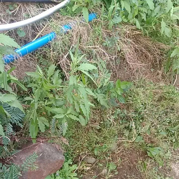 kored rumput cangkul mini/ kored rumput model samping kayu untuk di ...