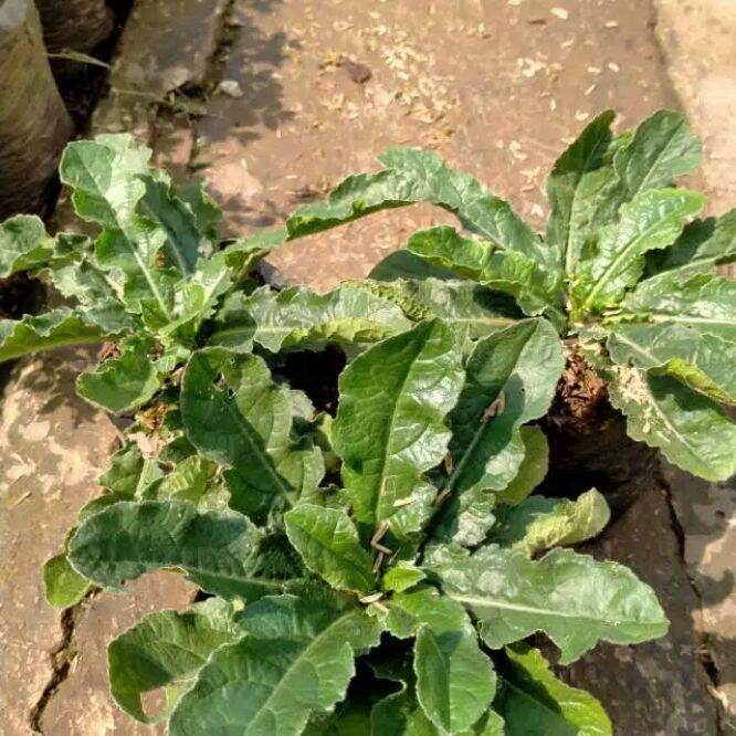 tanaman herbal tapak Liman / tanaman tapak liman | Lazada Indonesia