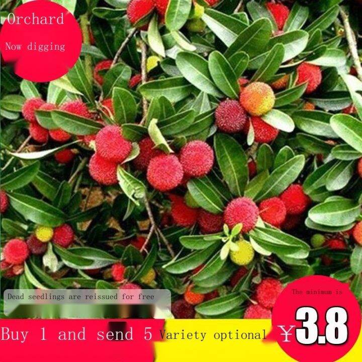 Arbutus tree seedlings grafted south east chief Yang mei miao ...