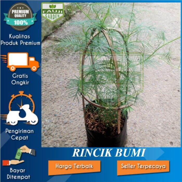 BIBIT POHON TANAMAN DAUN BUNGA RINCIK BUMI / SONGGO LANGIT | Lazada ...