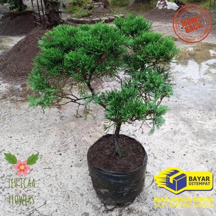 Pohon cemara rimbun bercabang tanaman cemara pohon cemara bahan bonsai ...