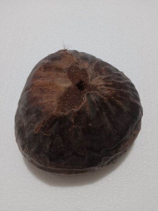 Bunot/ Coconut Husk set of 2pieces | Lazada PH