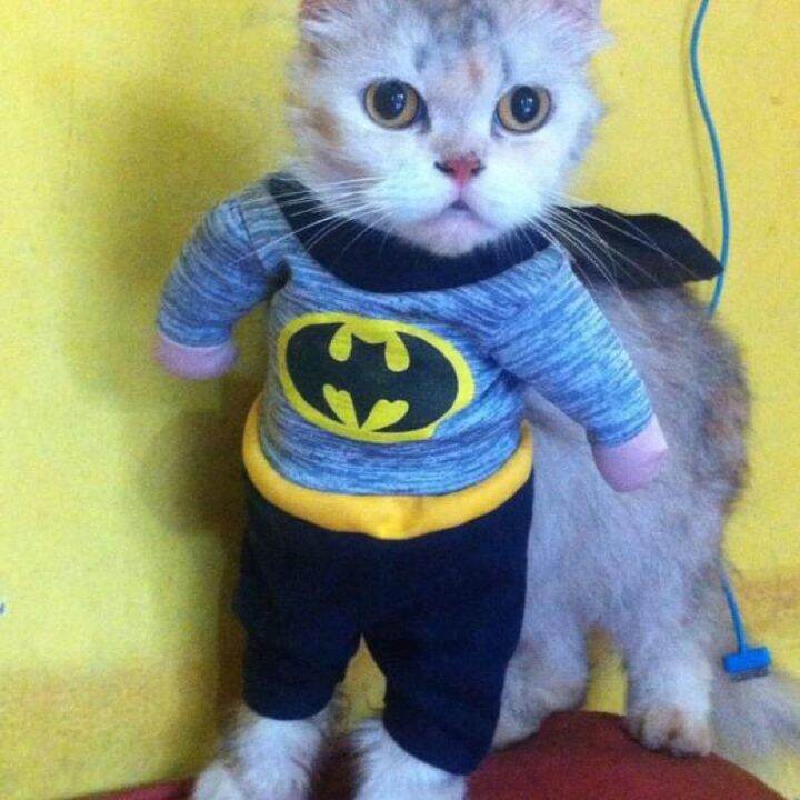 Baju kucing karakter BATMAN | Lazada Indonesia