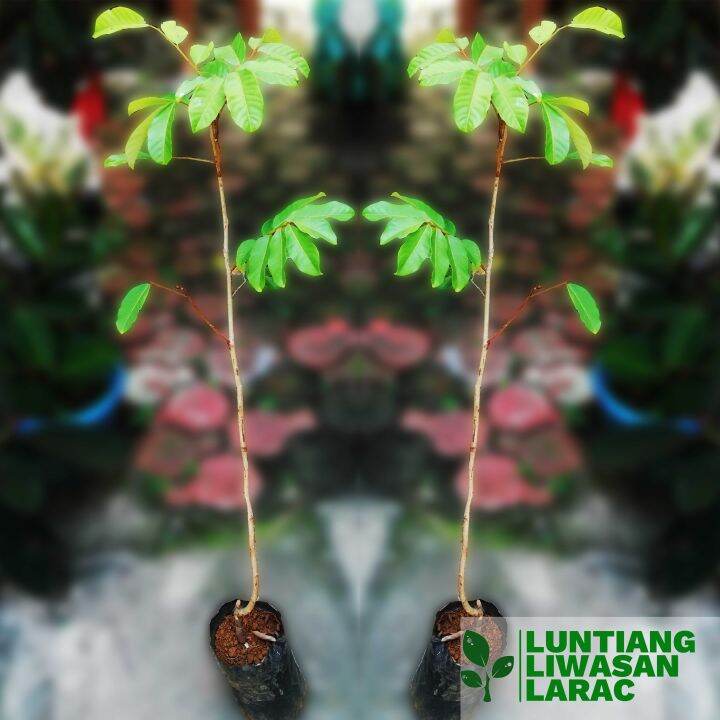 Luntiang Liwasan Larac - Rambutan Live Plant (Rongrein Variety) | Lazada PH