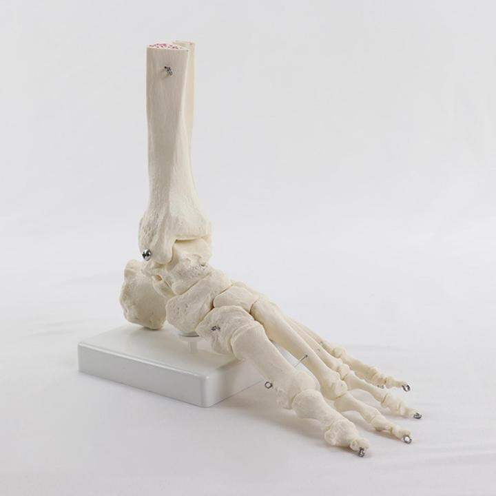 koolsoo Foot Models Life Size Educational Toy Resin for Teaching Aids ...