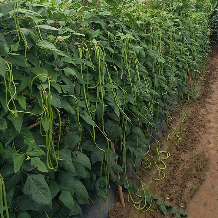 buy 1 take 1， 50 seeds (not plants)High Quality Green Long Bean Seeds ...